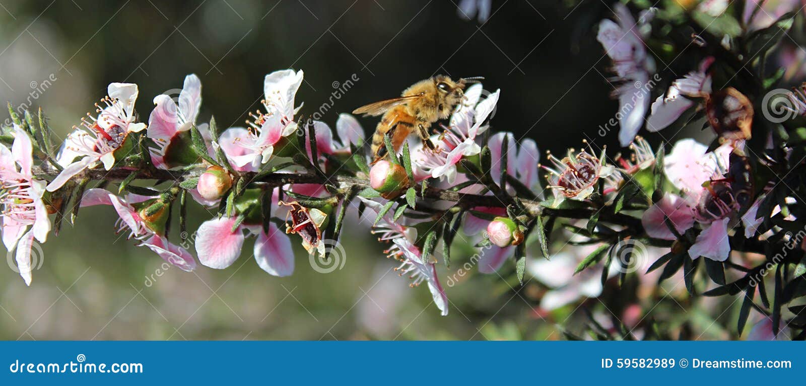 Honey Bee on Manuka Flower stock image. Image of honey - 59582989
