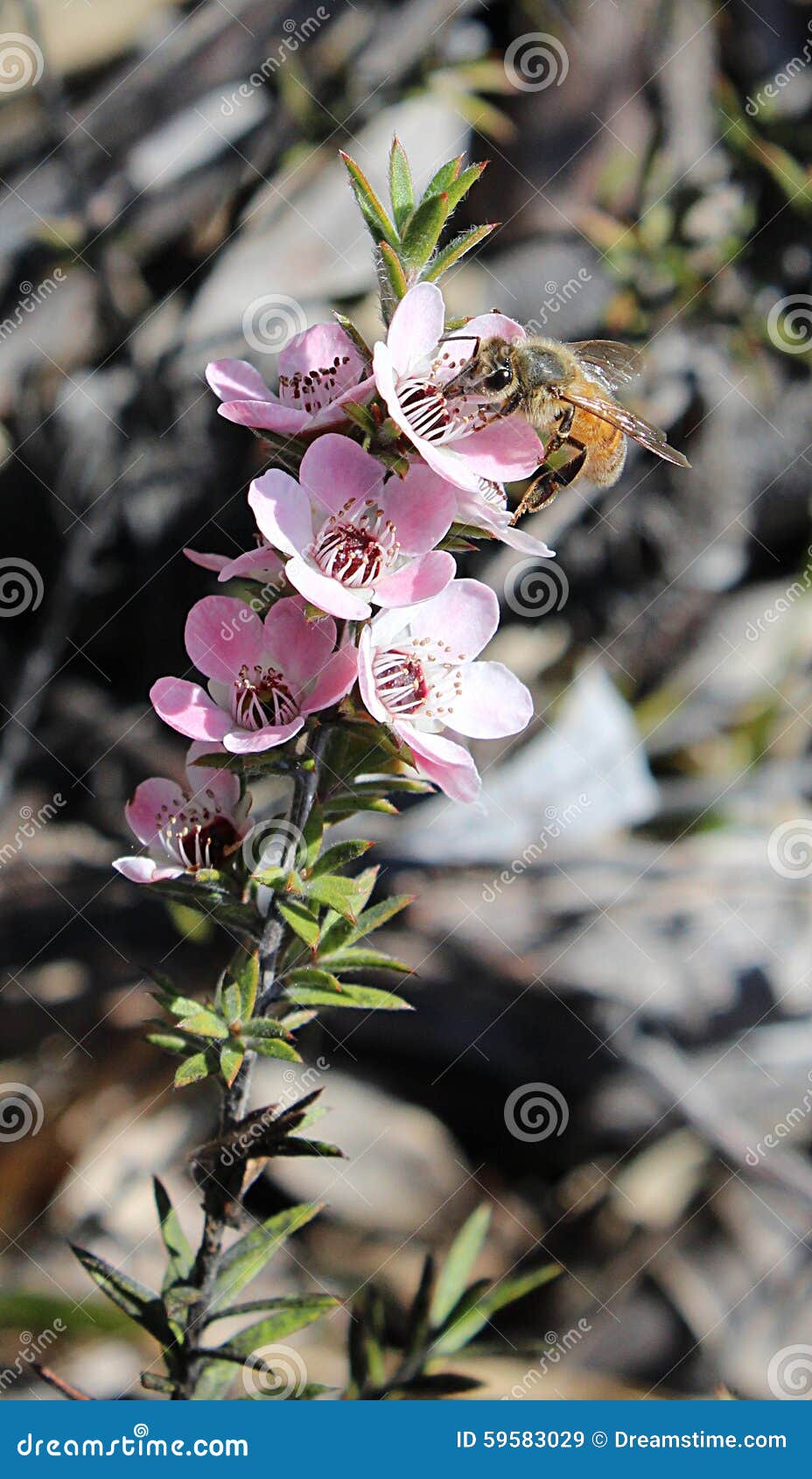 Blossom Of A Manuka Myrtle, Leptospermum Scoparium Stock Photo ...