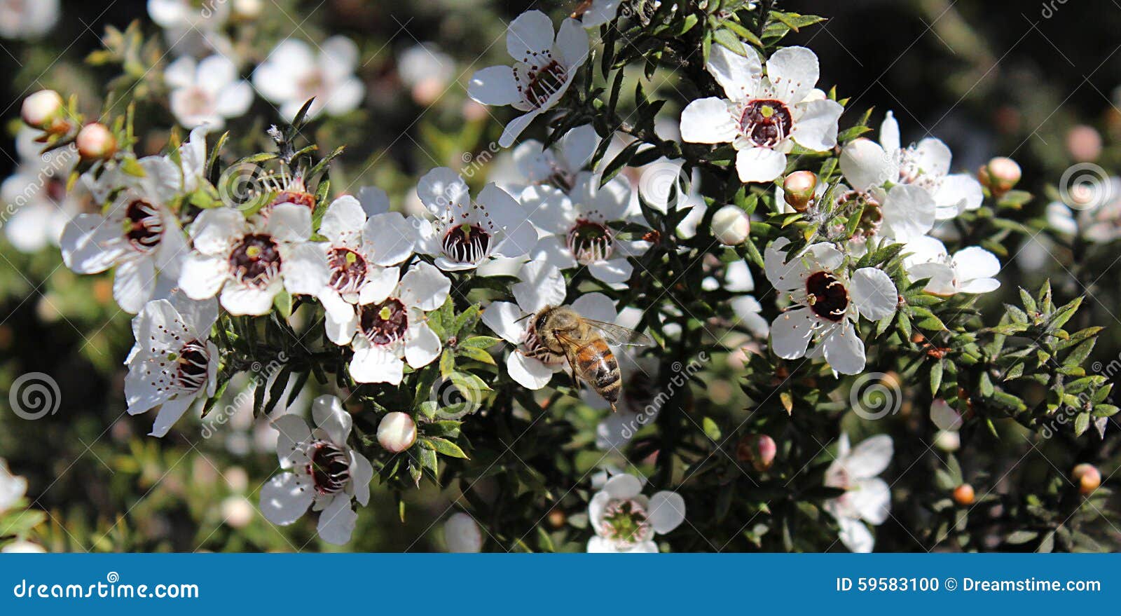 143 Honey Bee Manuka Flower Stock Photos - Free & Royalty-Free Stock ...