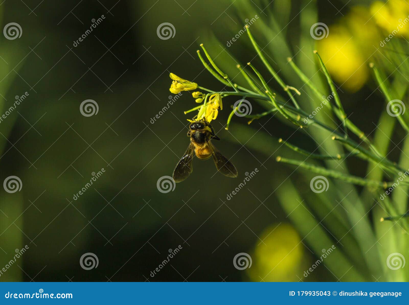Honey bee at morning stock image. Image of honeybee - 179935043