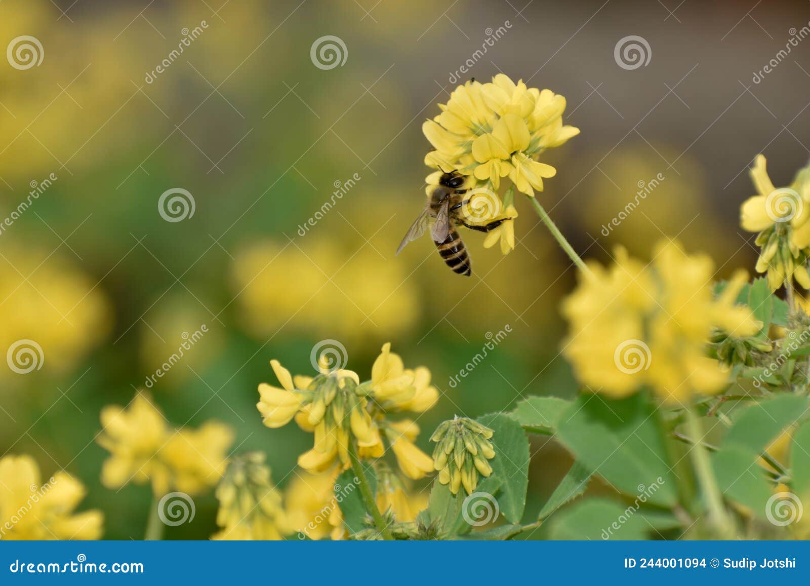 A Honey Bee on Mustard Flowers Stock Photo - Image of yellow, pollen ...