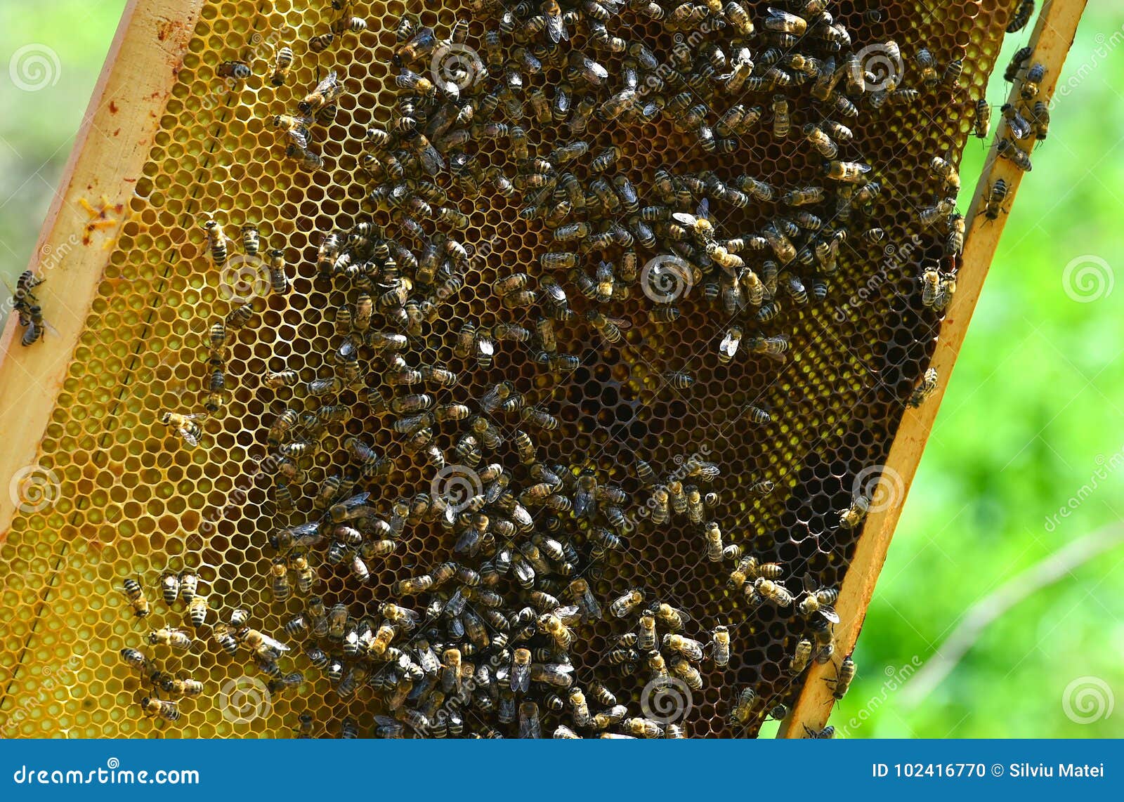 Honey Bee Nest in Natural Light Stock Photo - Image of apiary, honey ...