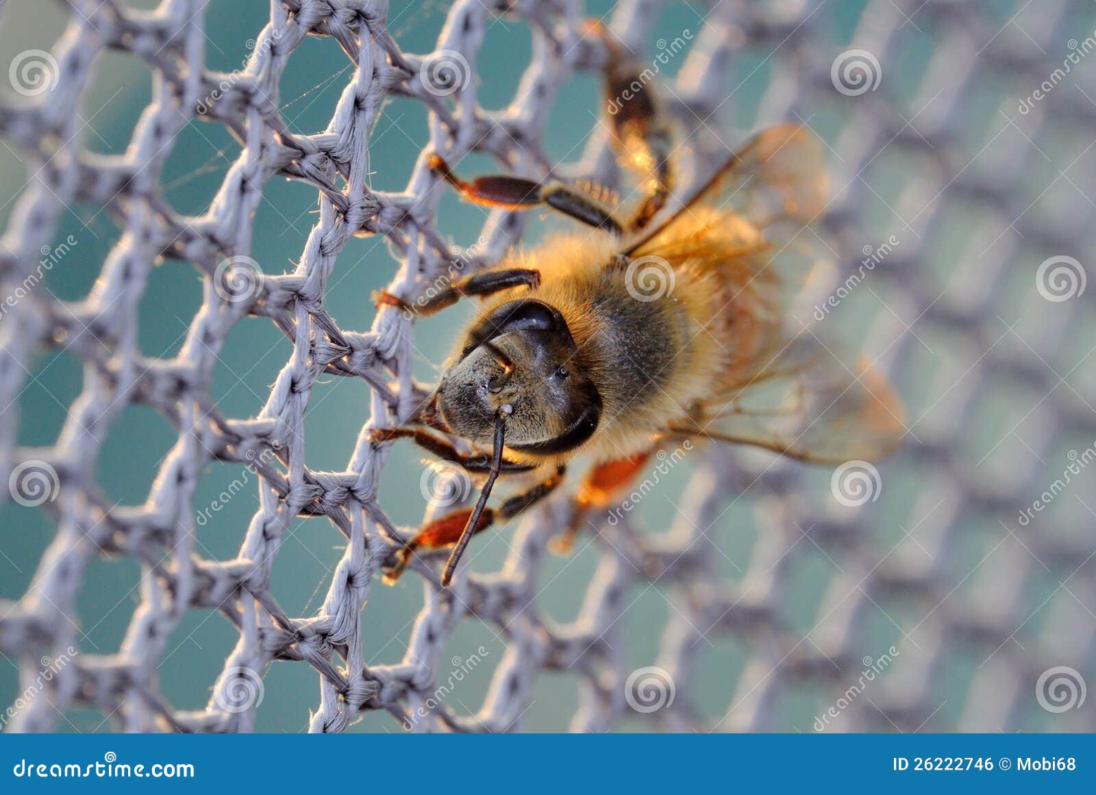Honey bee on the net stock photo. Image of pollen, legs - 26222746
