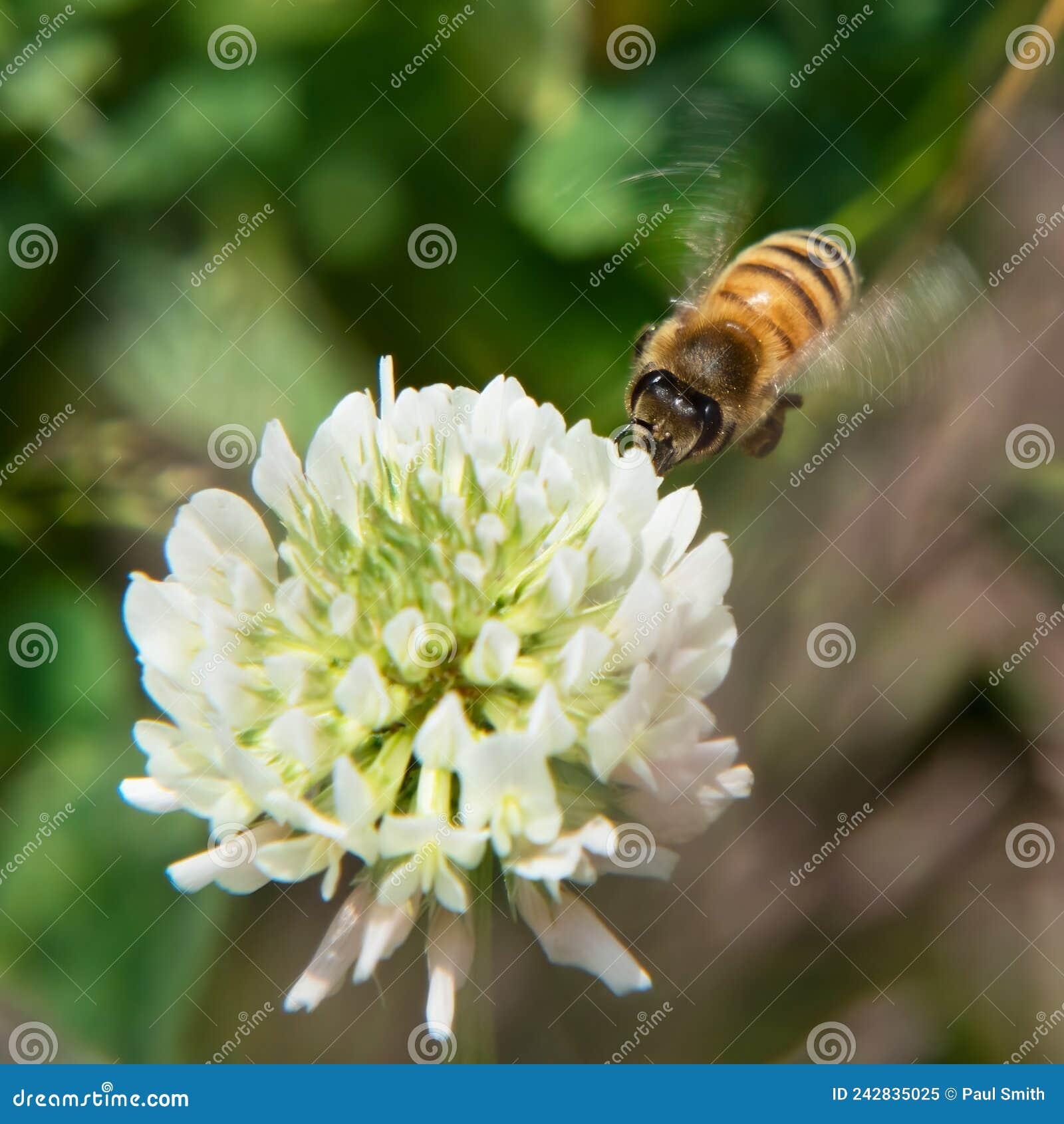 Honey Bee at Ocean View Farm Reserve, Dartmouth, Massachusetts Stock ...