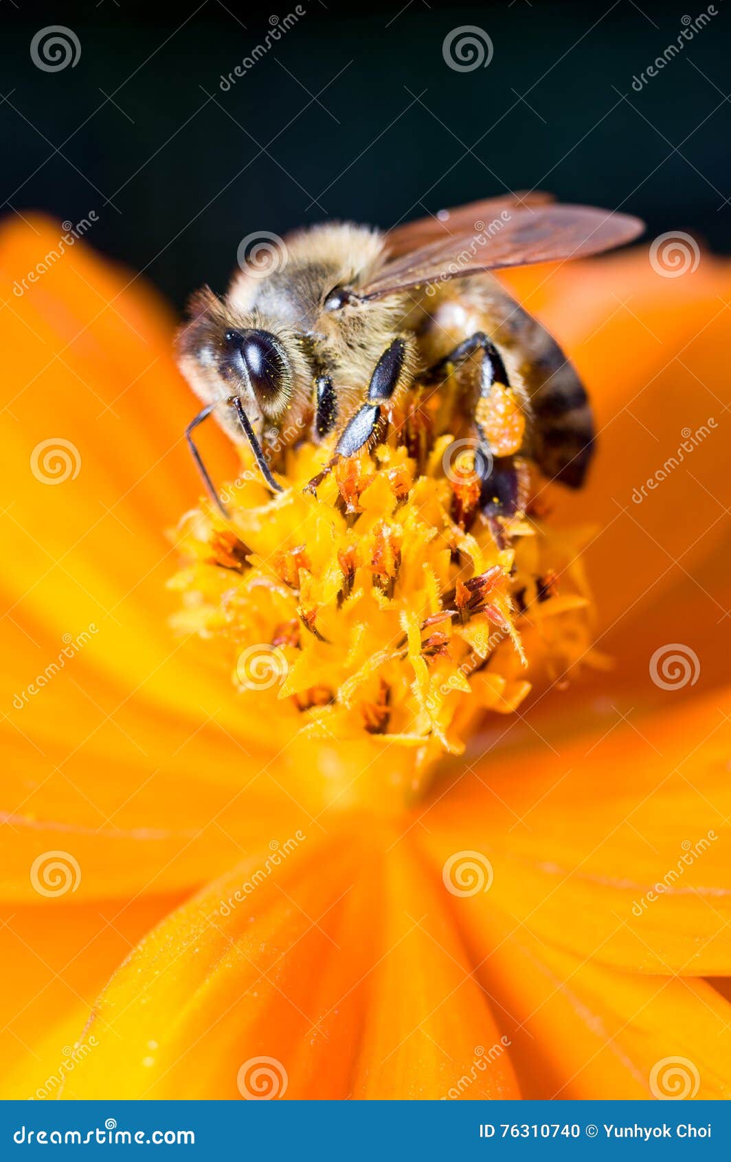A Honey Bee on a Orange-colored Flower Stock Photo - Image of stamen ...