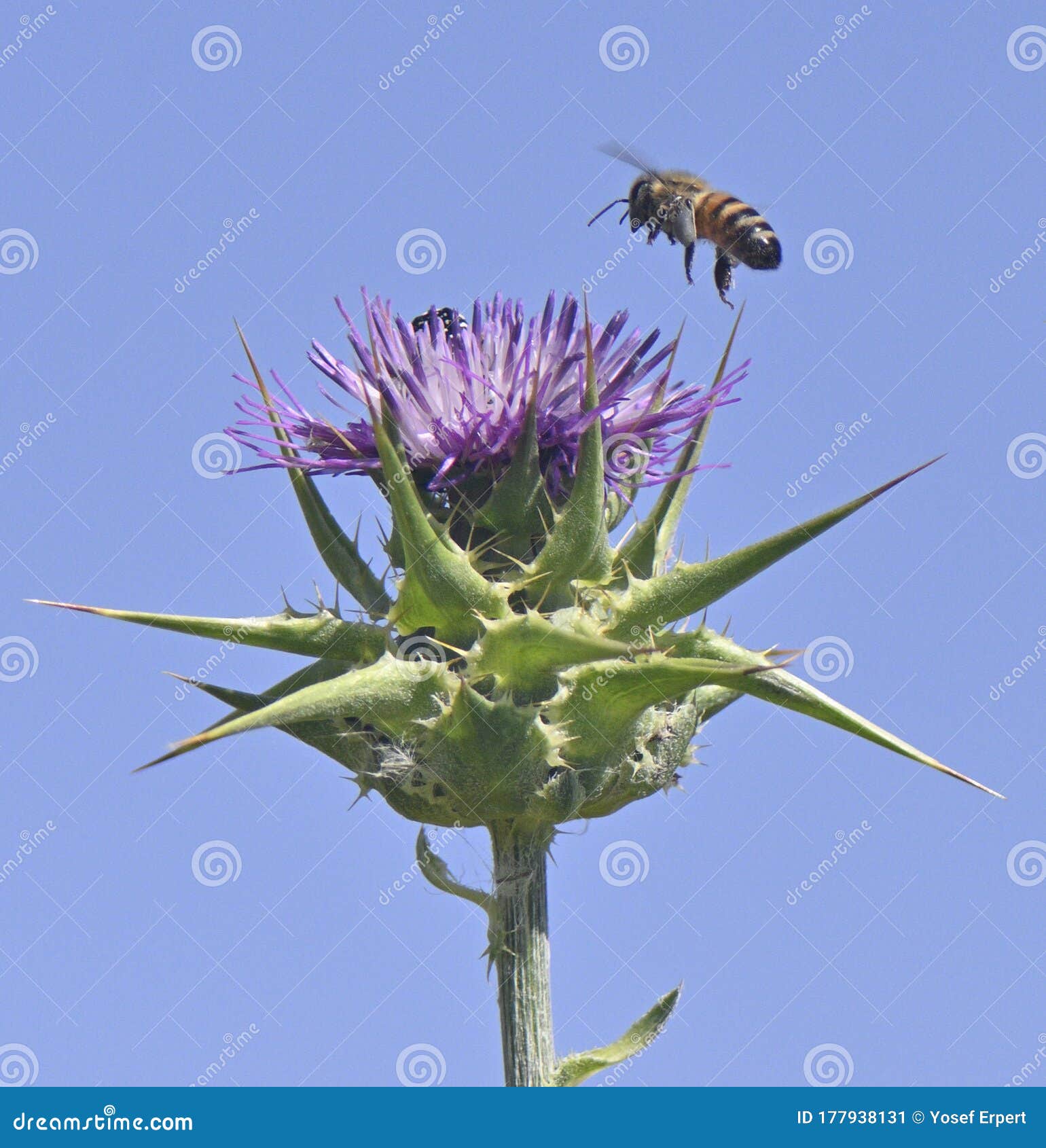 Honey bee over a flower stock image. Image of flora - 177938131