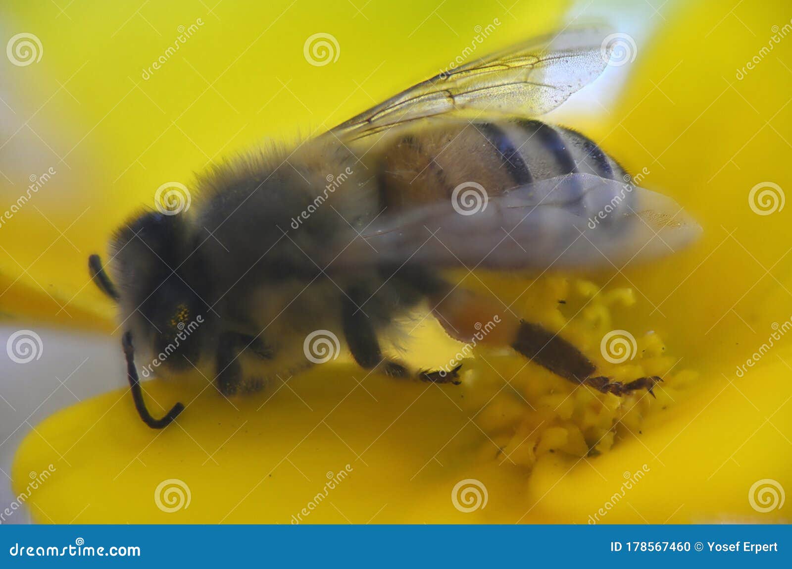 Honey bee over a flower stock photo. Image of flora - 178567460