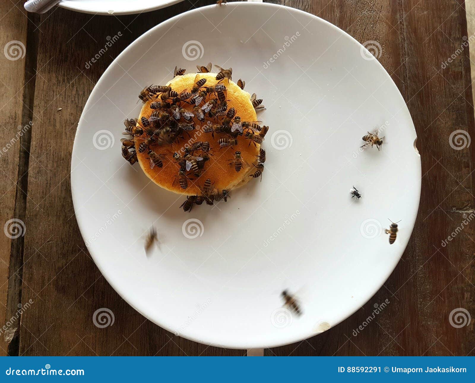Honey bee pancake stock image. Image of honey, nature - 88592291