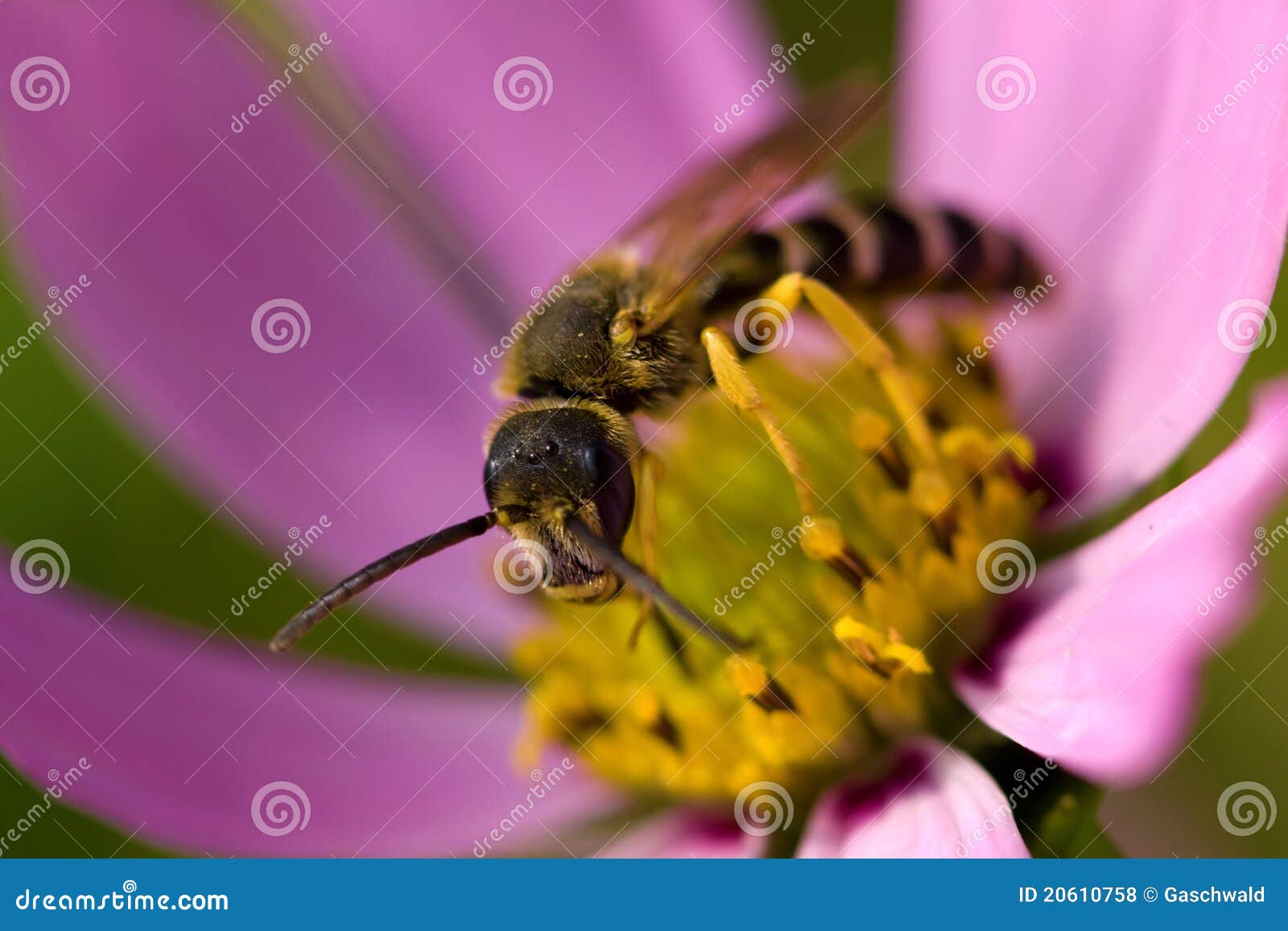 Honey bee on a pink flower stock photo. Image of worker - 20610758
