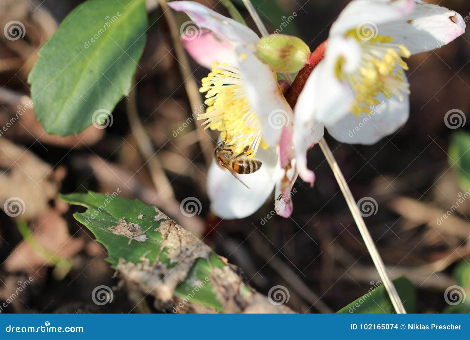 Polinator on flower stock photo. Image of branch, flower - 102165074