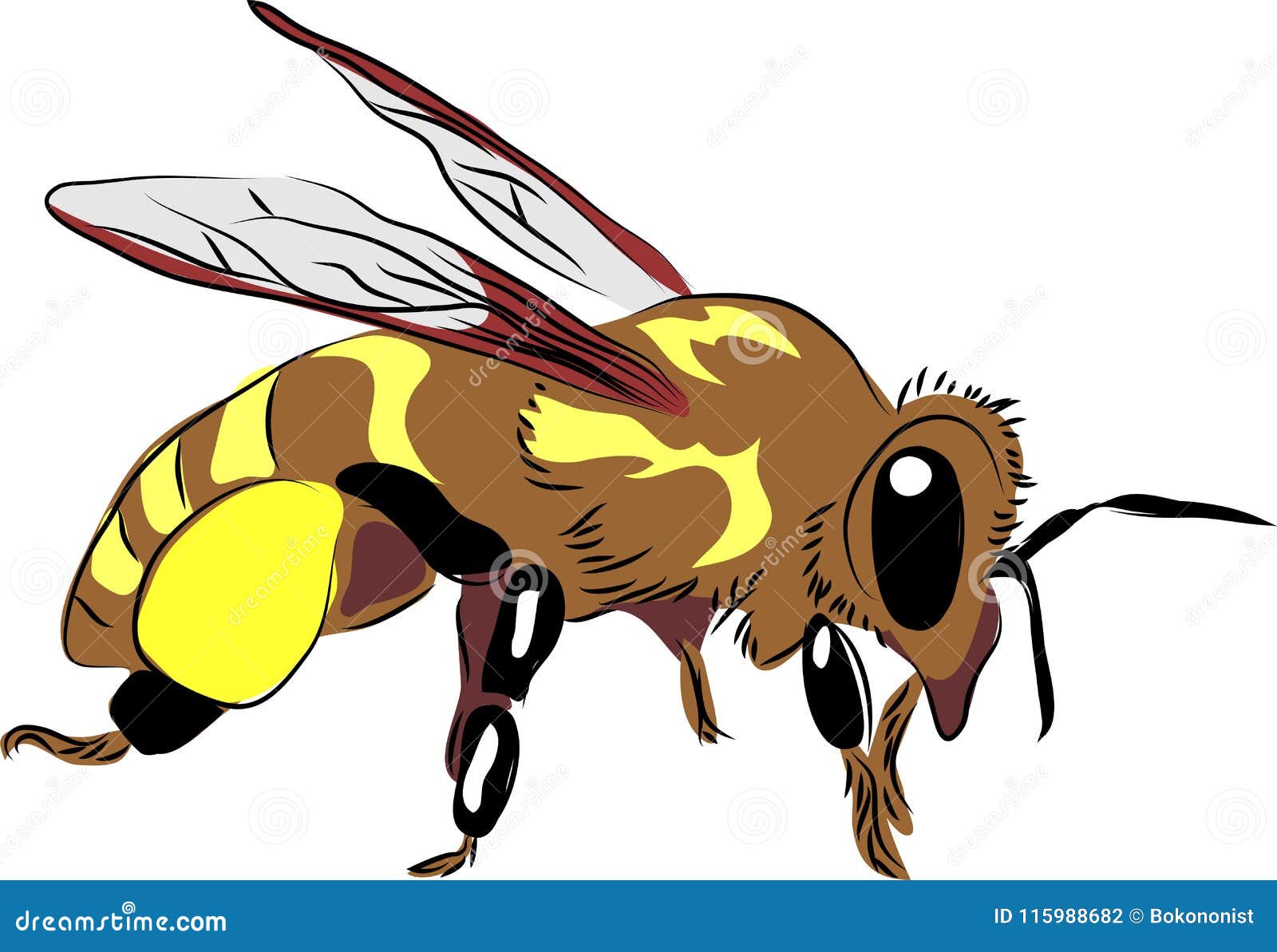Honey bee with pollen stock vector. Illustration of hymenoptera - 115988682
