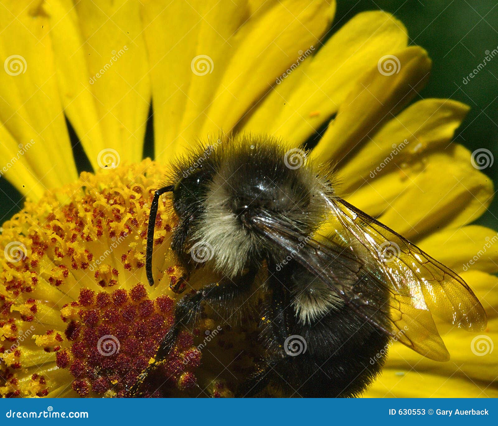 Honey bee pollin stock image. Image of pollinates, nature - 630553