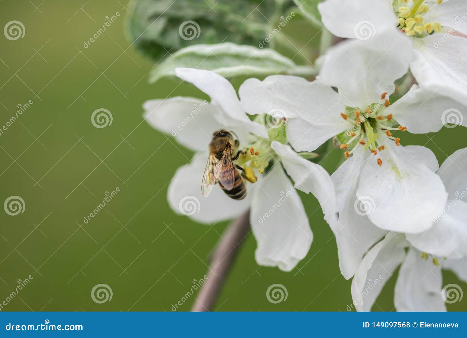 Honey Bee Pollinating Apple Blossom in Spring Garden Stock Photo ...