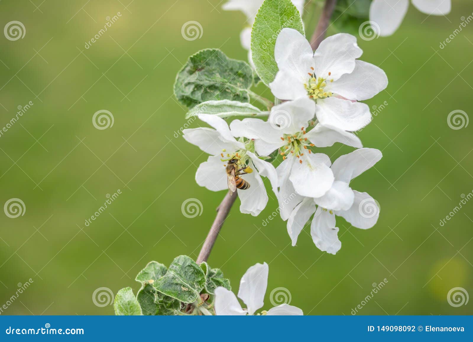 Honey Bee Pollinating Apple Blossom in Spring Garden Stock Photo ...