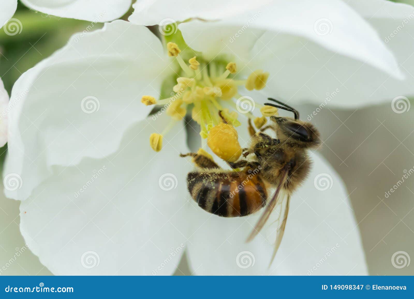 Honey Bee Pollinating Apple Blossom in Spring Garden Stock Image ...