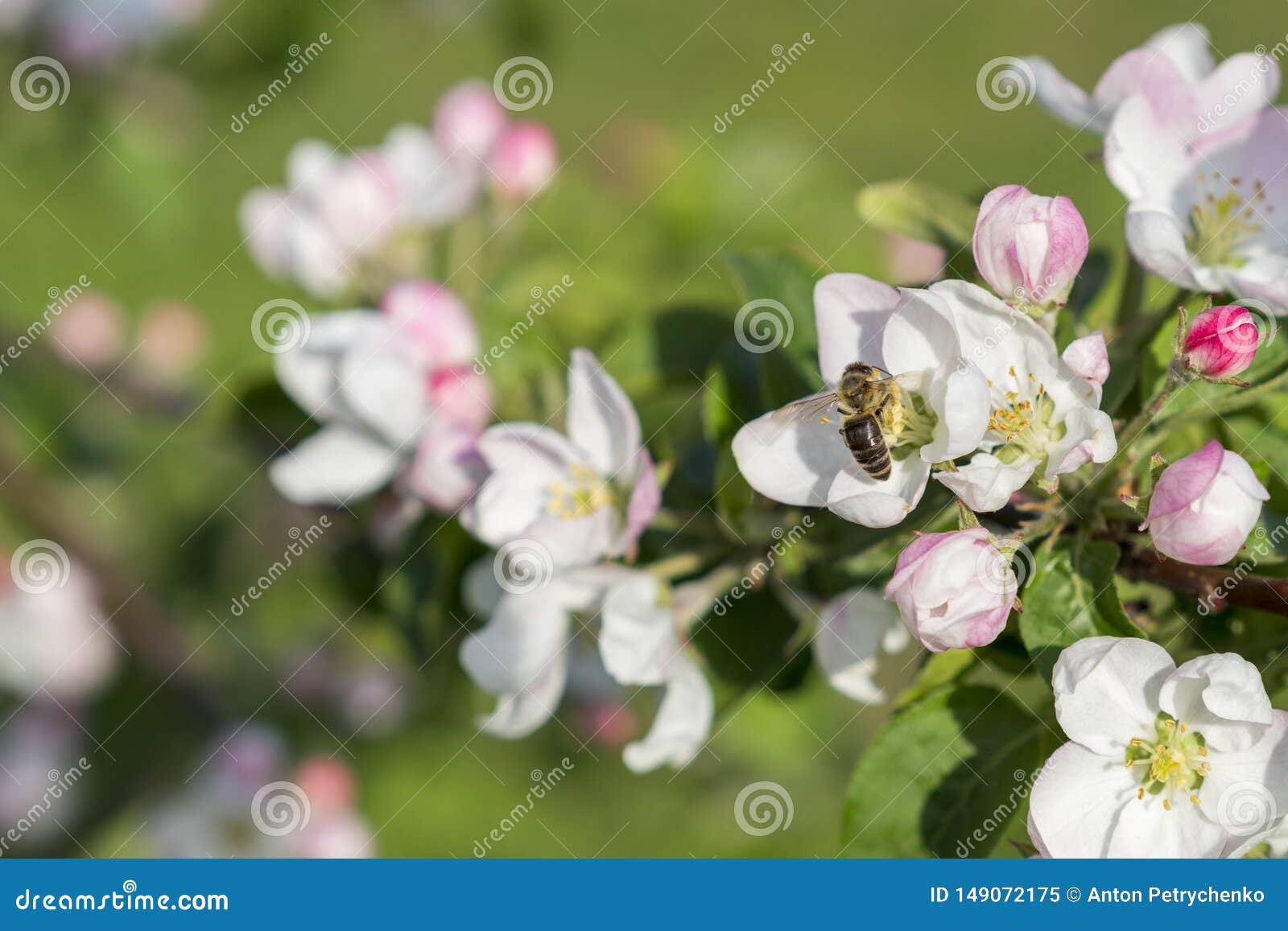 Honey Bee Pollinating Apple Blossom. the Apple Tree Blooms Stock Image ...