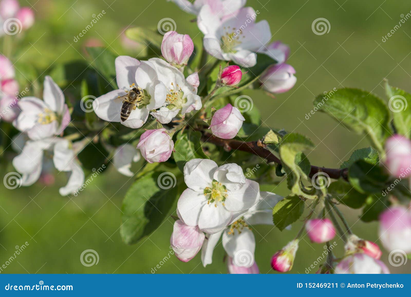 Honey Bee Pollinating Apple Blossom. the Apple Tree Blooms Stock Image ...