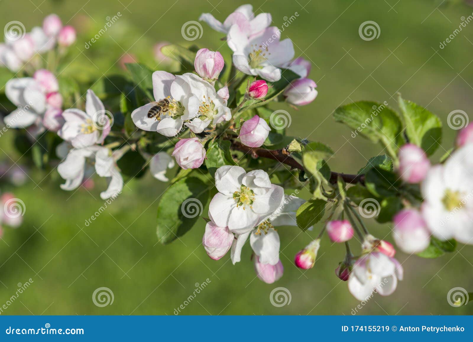 Honey Bee Pollinating Apple Blossom. the Apple Tree Blooms Stock Image ...