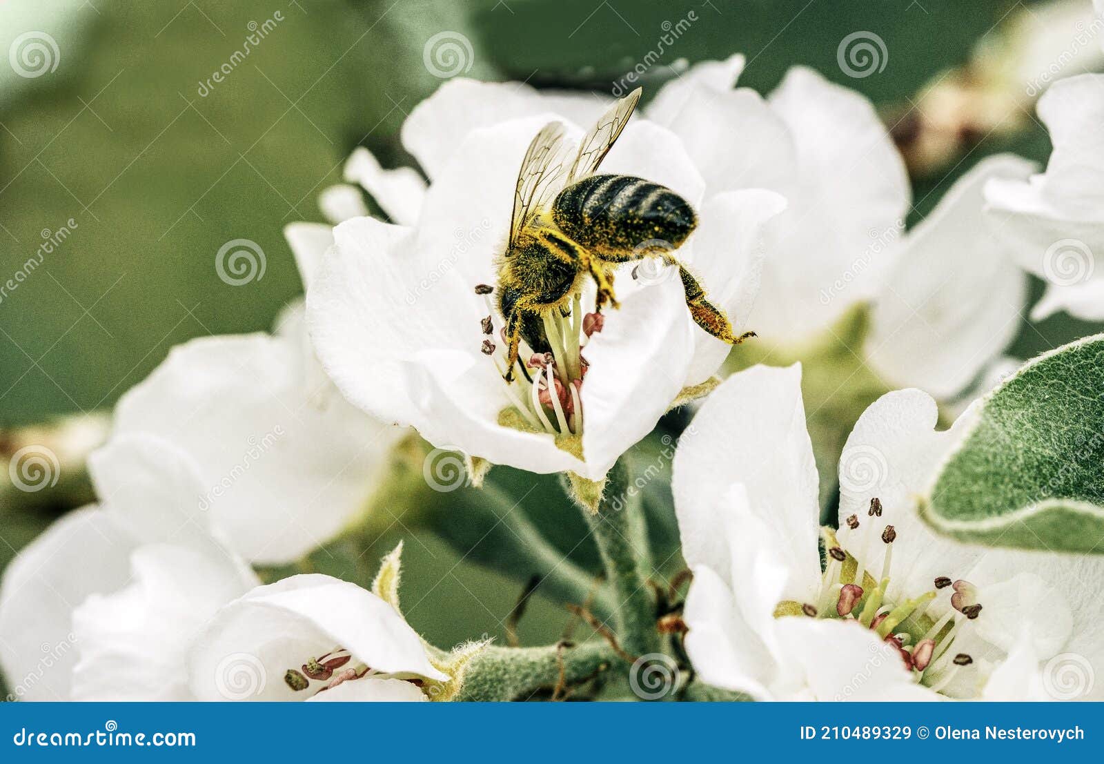 Honey Bee Pollinating Apple Tree in Spring with White Blossoms, Close ...