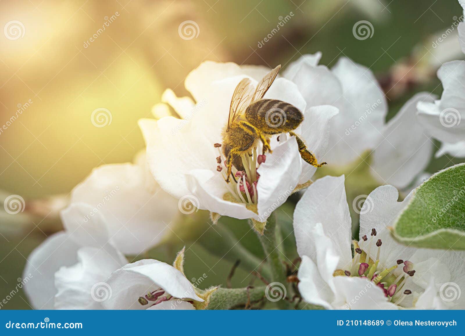 Honey Bee Pollinating Apple Tree in Spring with White Blossoms Stock ...