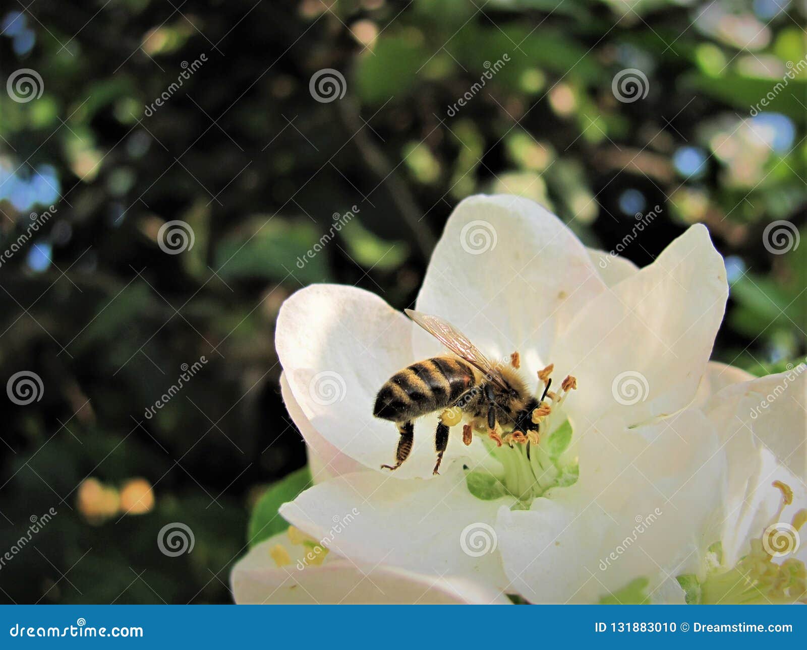 Honey Bee Pollinating Apple Tree Stock Photo - Image of flowers, summer ...