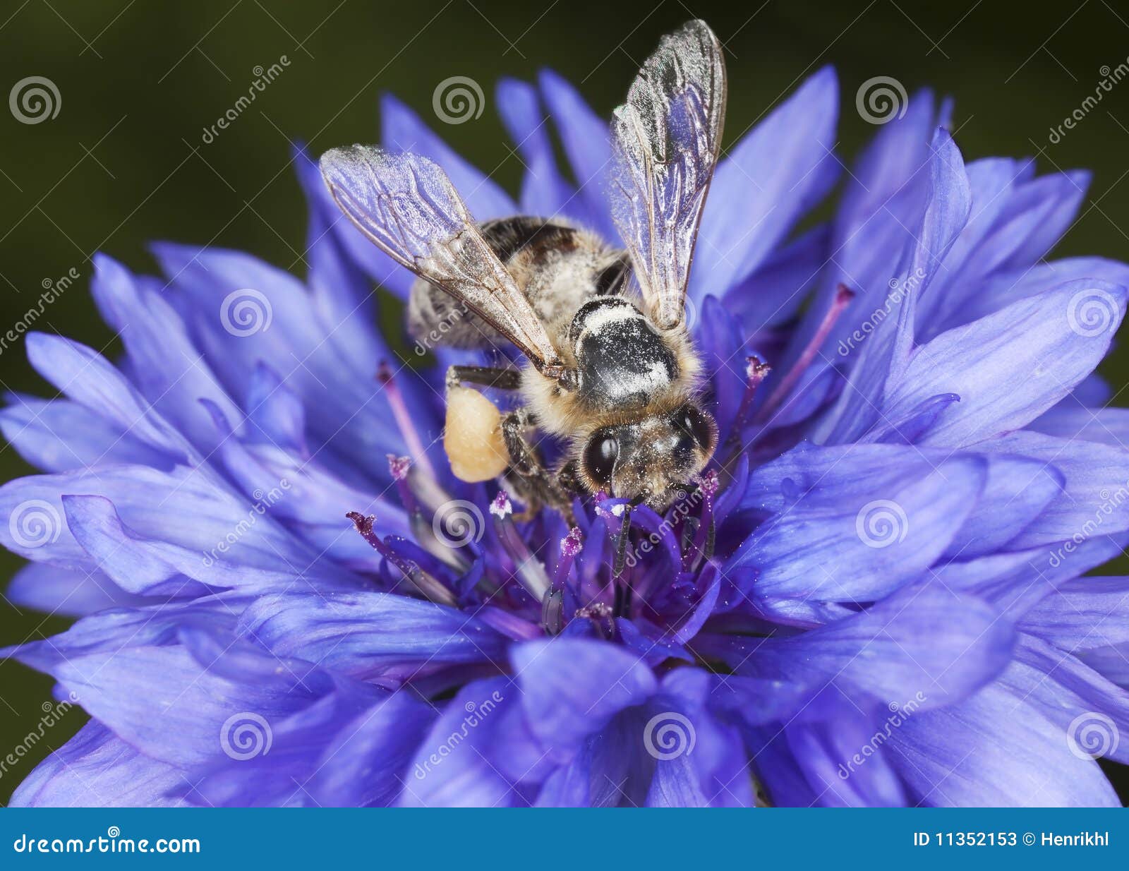 Honey Bee Pollinating on Cornflower. Macro Photo Stock Image - Image of ...