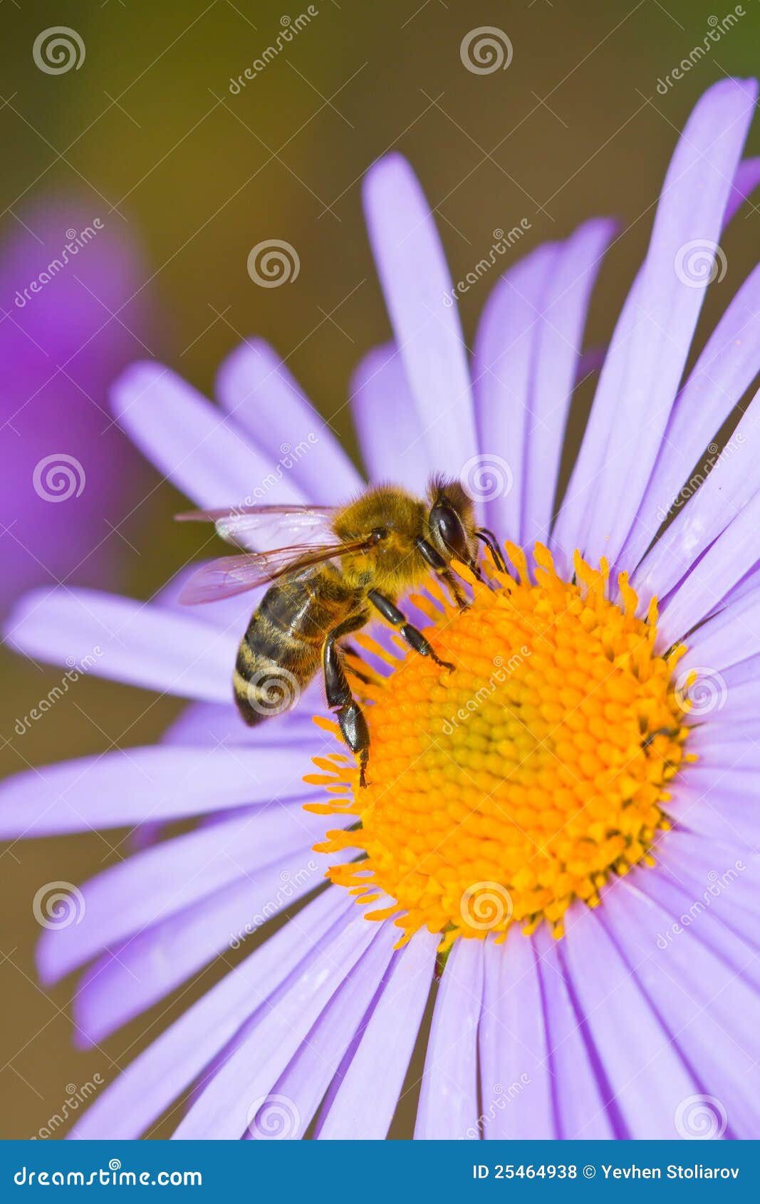 Honey Bee Pollinating Flower Stock Photo - Image of pollen, collect ...