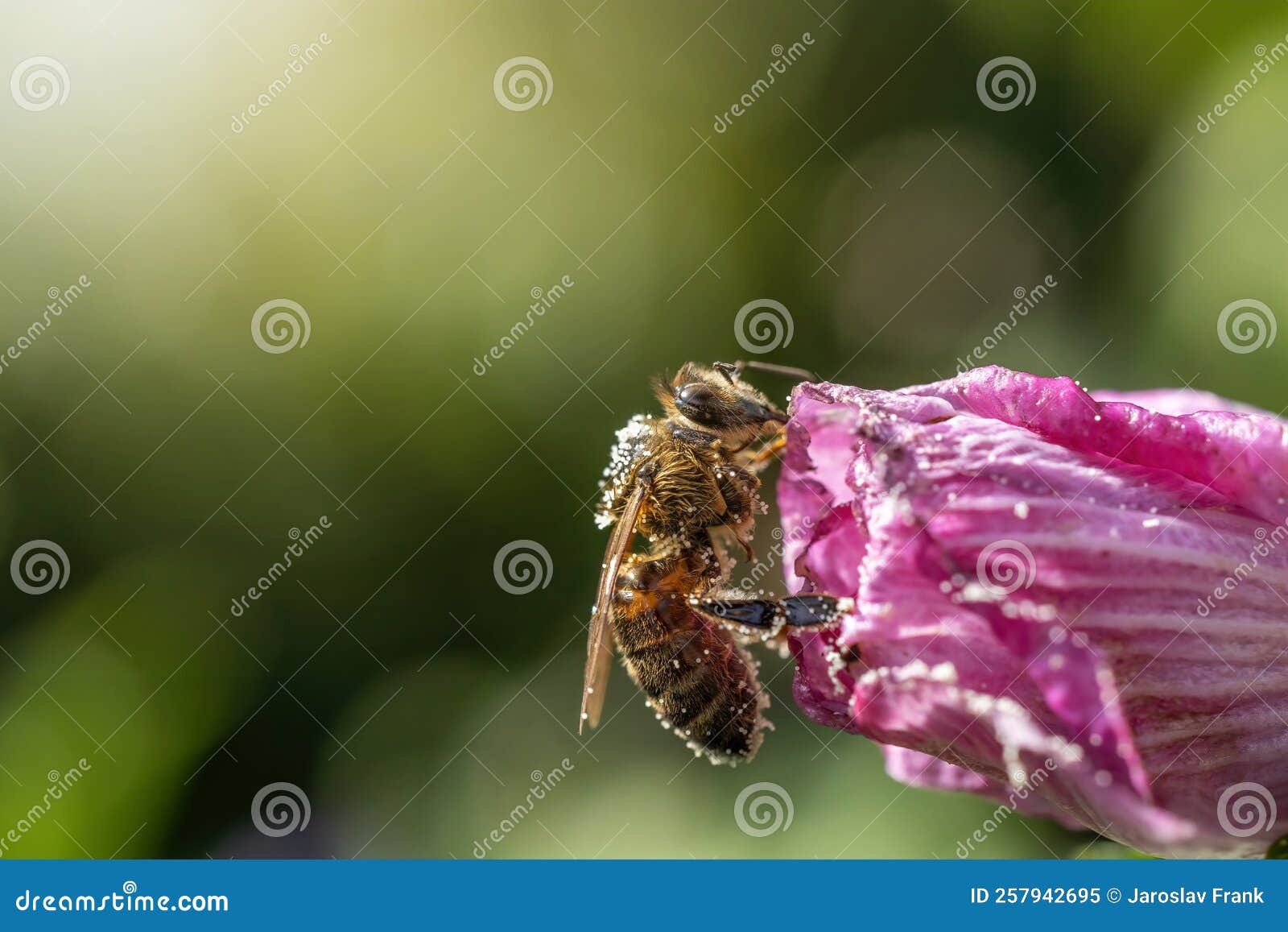 Honey Bee is is Pollinating the Flower Stock Image - Image of botany ...