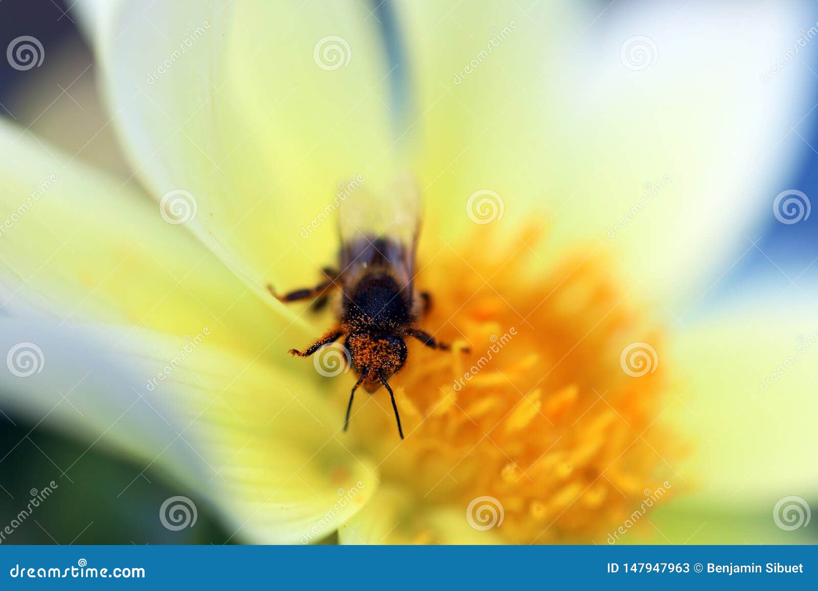 Honey Bee Pollinating a Flower Stock Image - Image of wild, nature ...