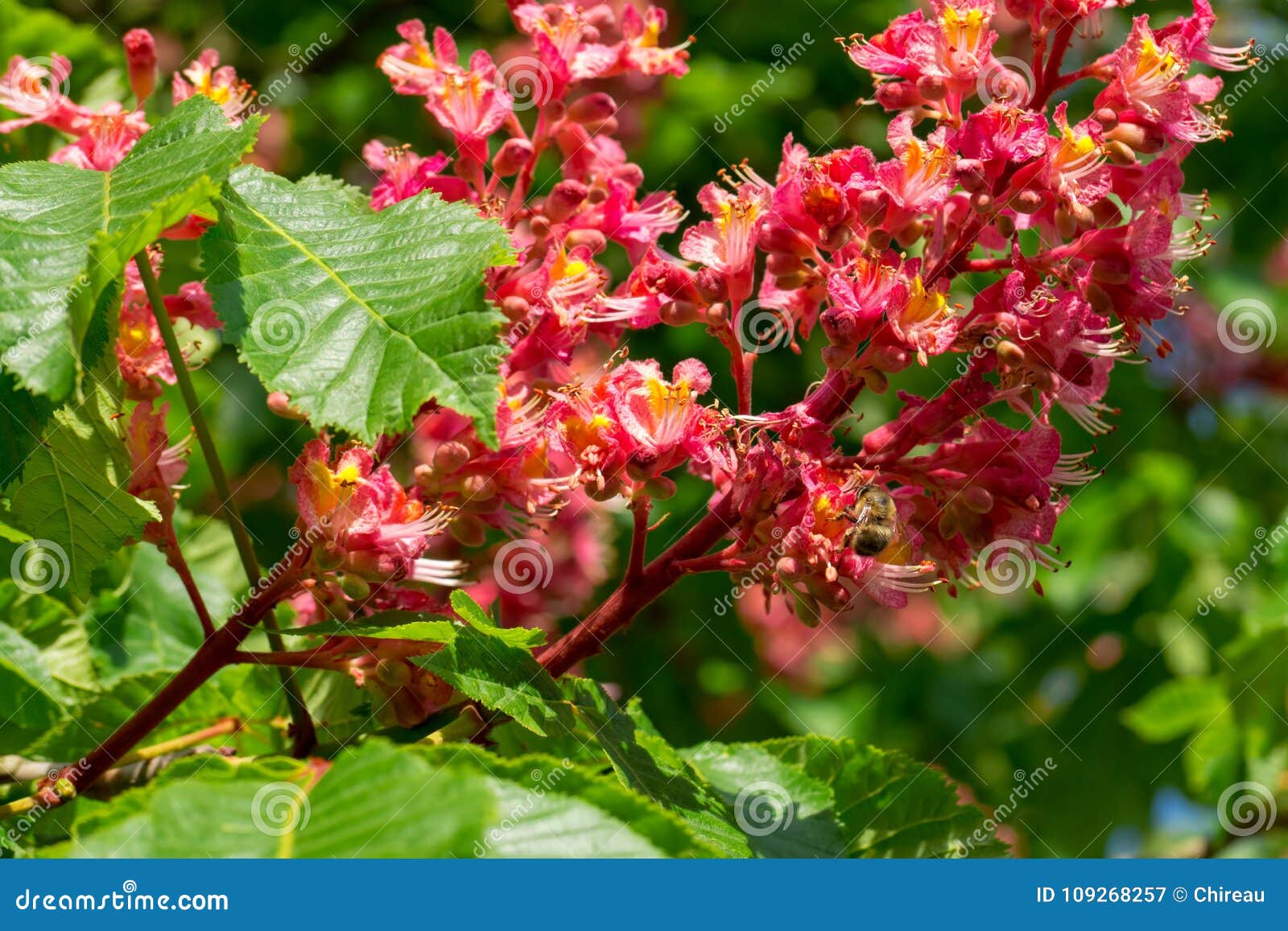 Bee Pollinating a Flower of the Red Horse Chestnut Tree Stock Image ...