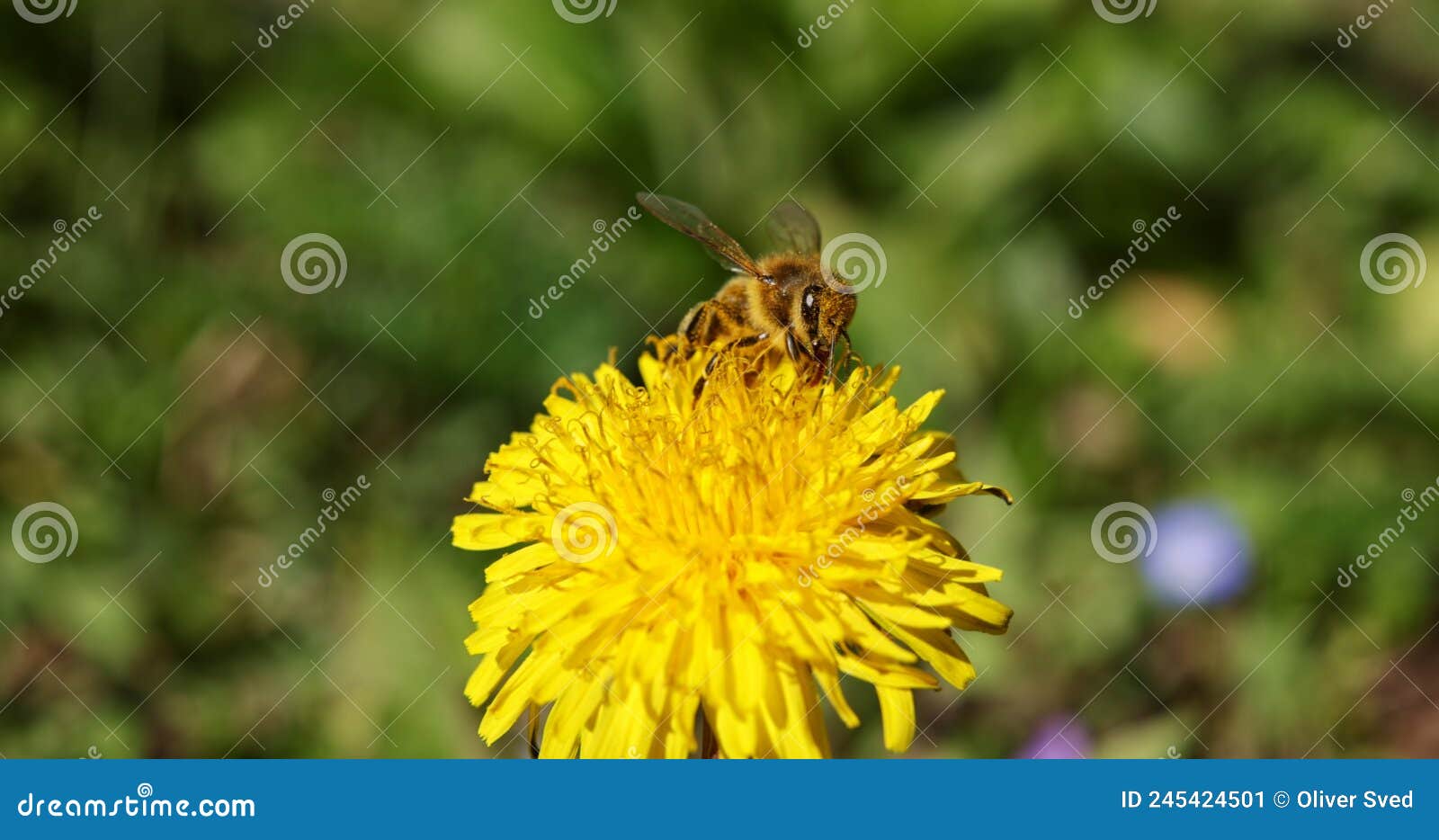 Honey-bee Pollinating Flower at Spring Stock Image - Image of blossom ...