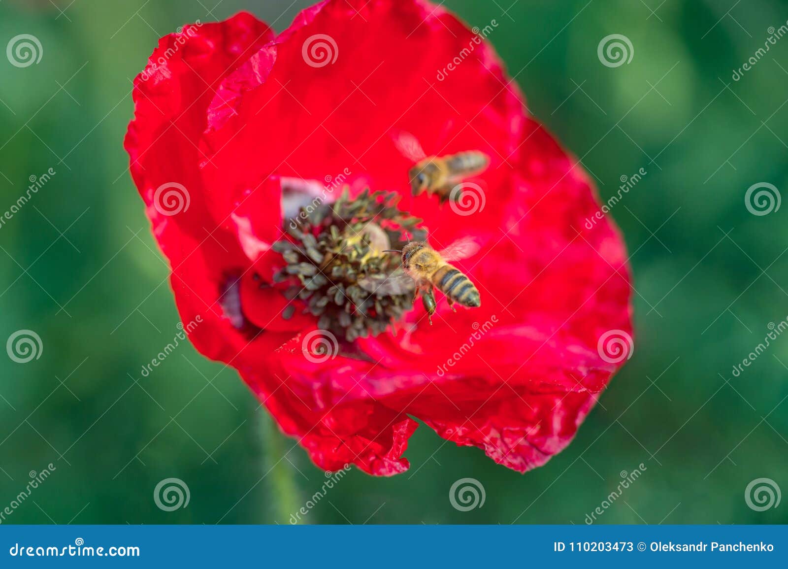 Honey Bee Pollinating Red Flowers Stock Image - Image of collecting ...