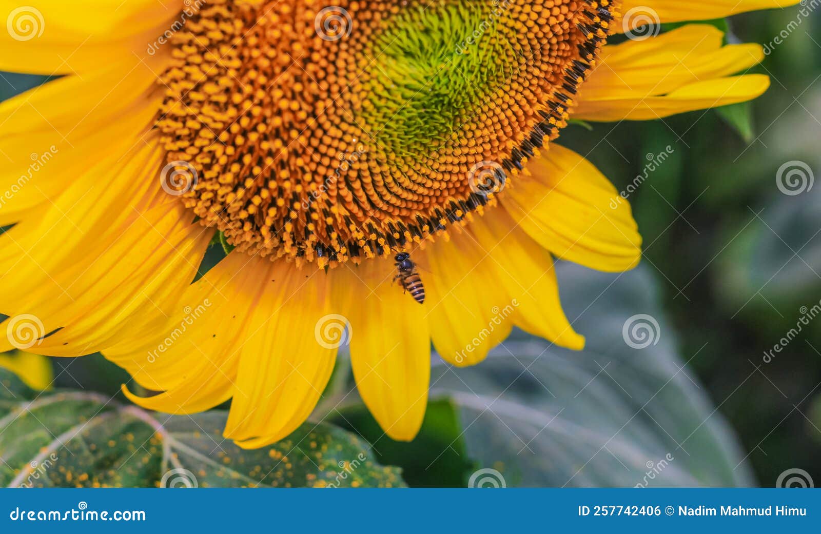 Honey Bee Pollinating Sunflower Plant. Honey Bee Pollinating Sunflower ...