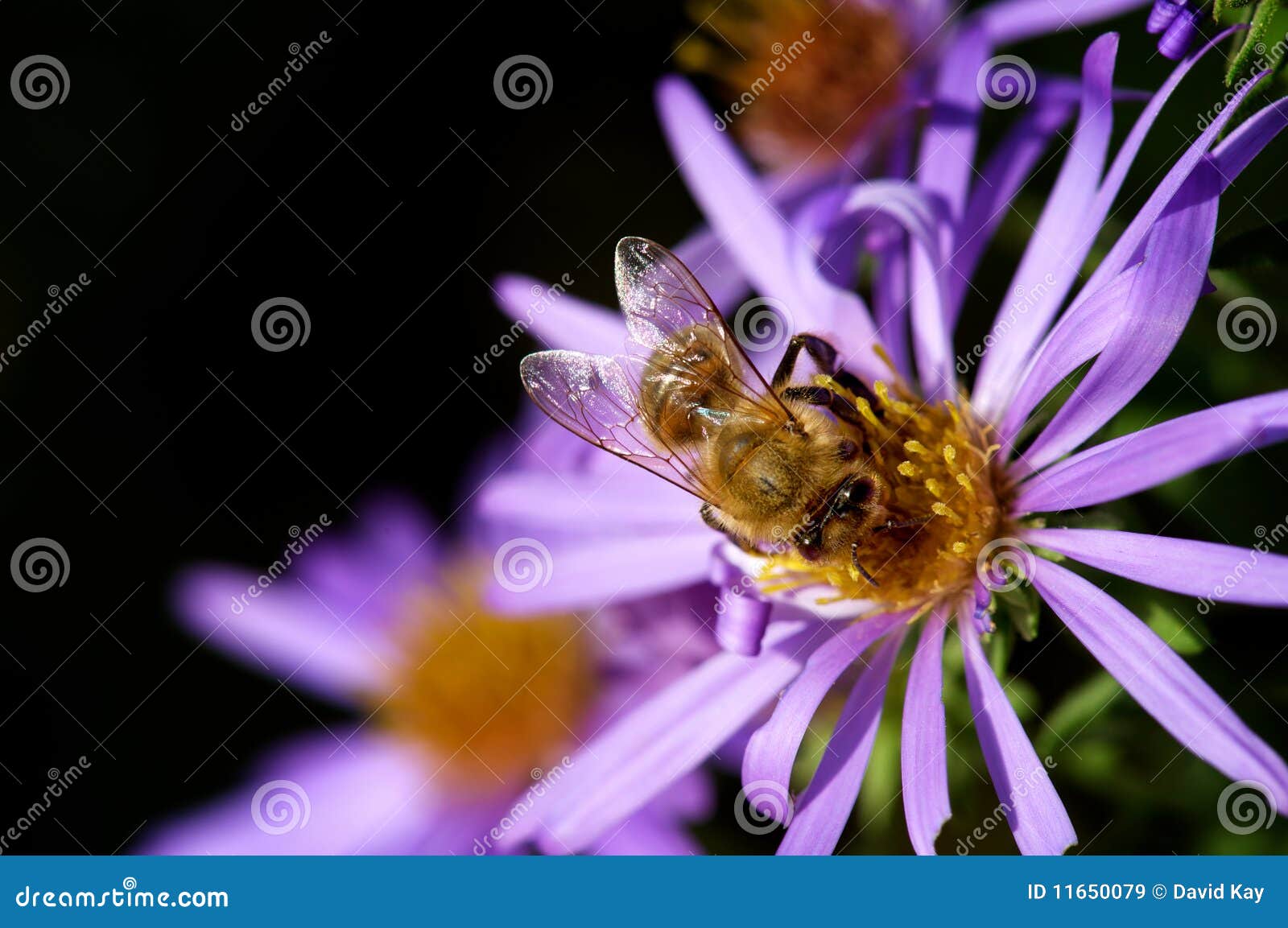 Honey bee pollination stock image. Image of meadow, closeup - 11650079