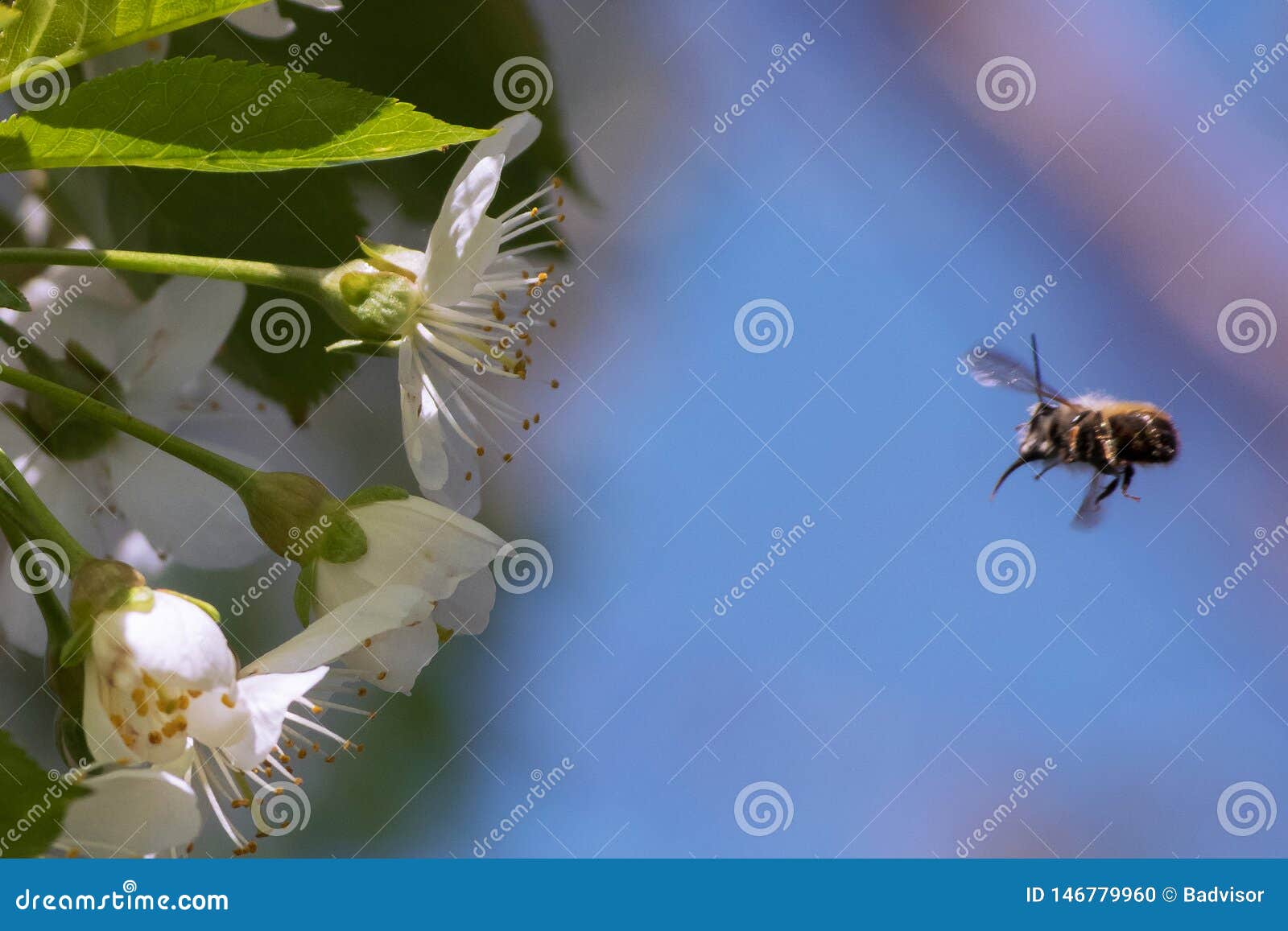 Honey Bee, Pollination Process Stock Photo - Image of pollen, fruit ...