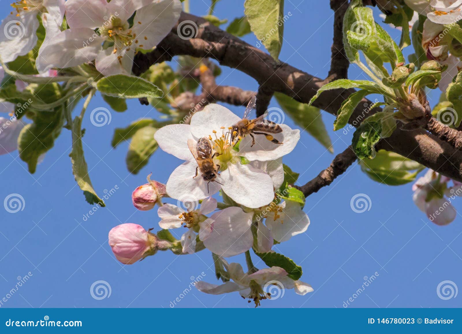 Honey Bee, Pollination Process Stock Image - Image of garden, pollen ...