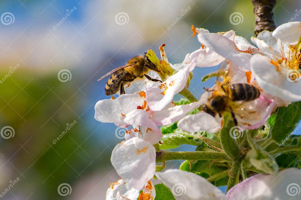 Honey Bee, Pollination Process Stock Photo - Image of eyes, pollinating ...