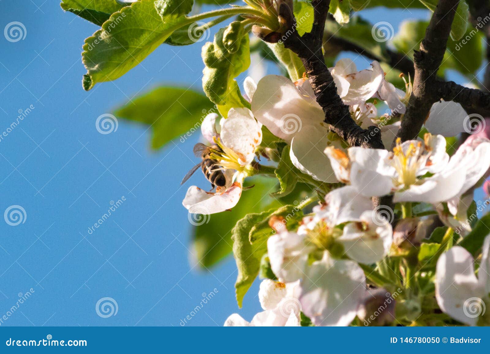 Honey Bee, Pollination Process Stock Photo - Image of micro, green ...
