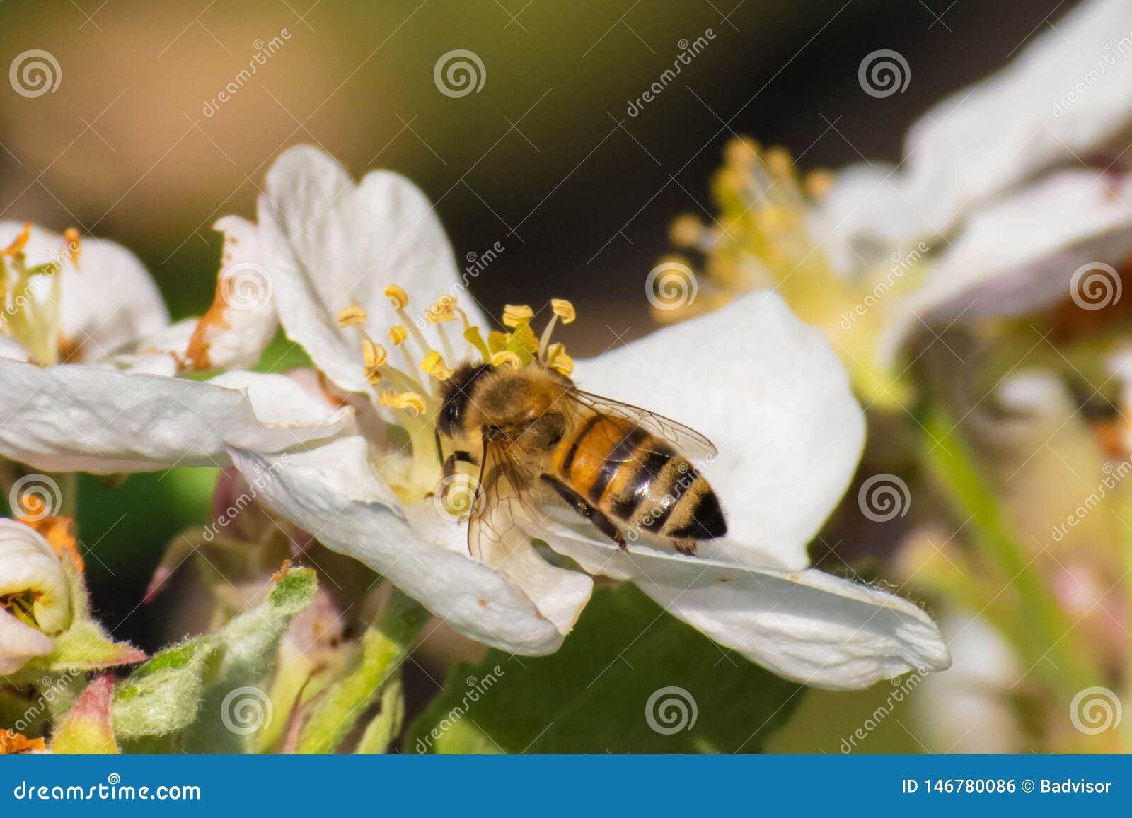Honey Bee, Pollination Process Stock Photo - Image of macro, pollen ...
