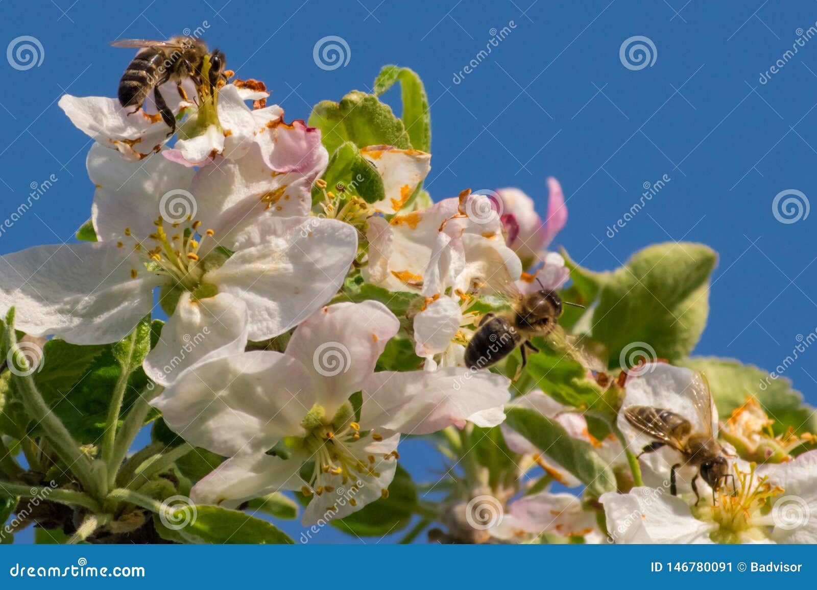 Honey Bee, Pollination Process Stock Image - Image of eyes, floral ...