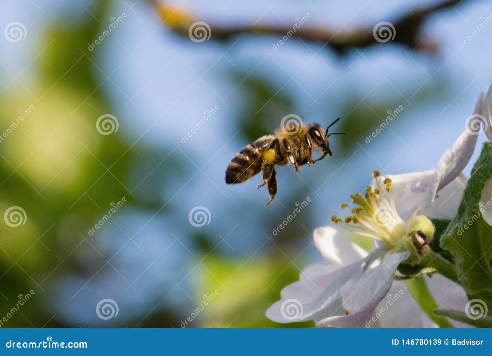 Honey Bee, Pollination Process Stock Image - Image of garden, bloom ...