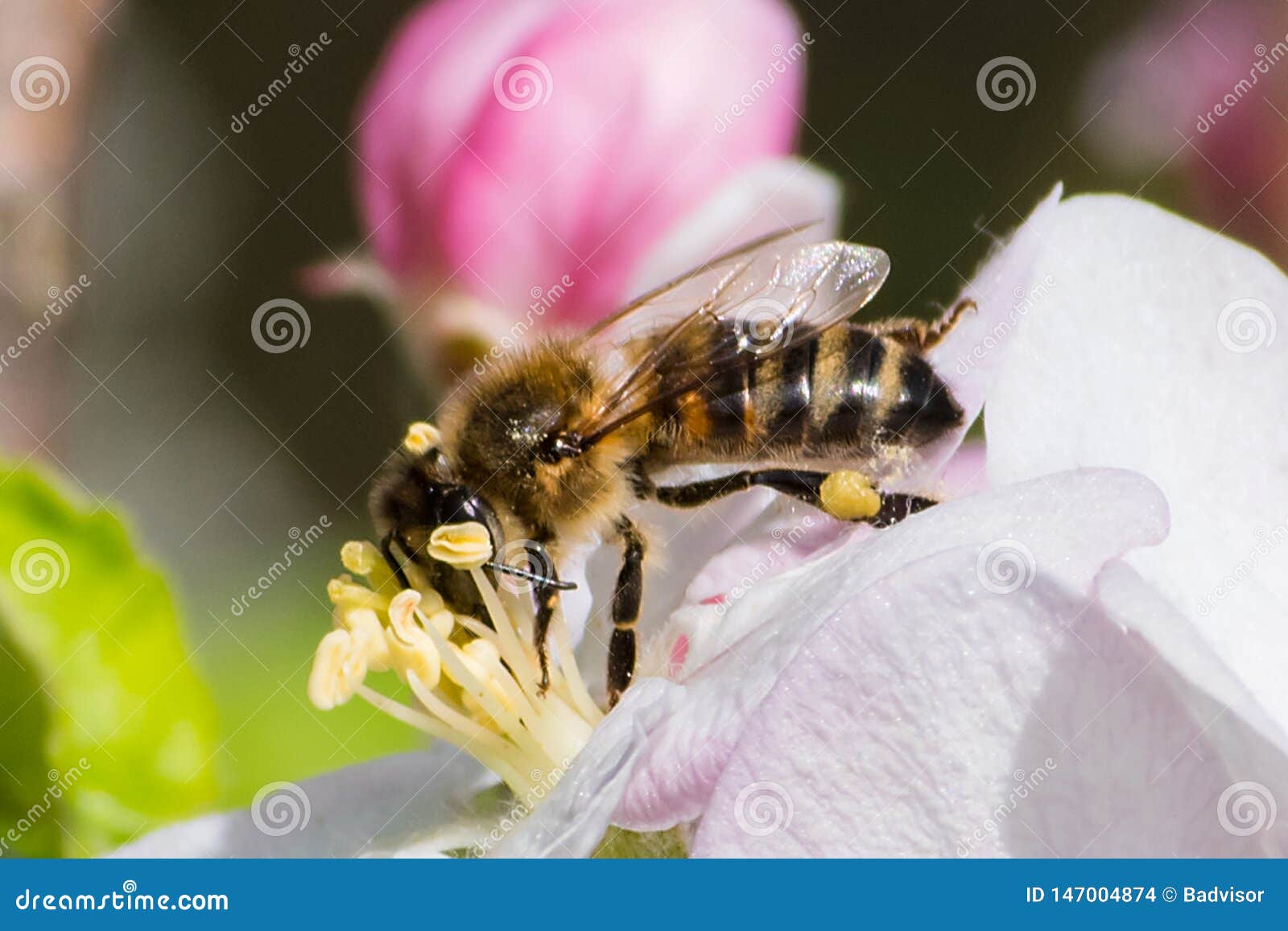 Honey Bee, Pollination Process Stock Photo - Image of garden, nectar ...