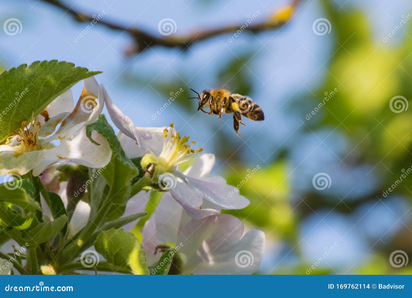 Honey Bee, Pollination Process Stock Photo - Image of micro, insect ...