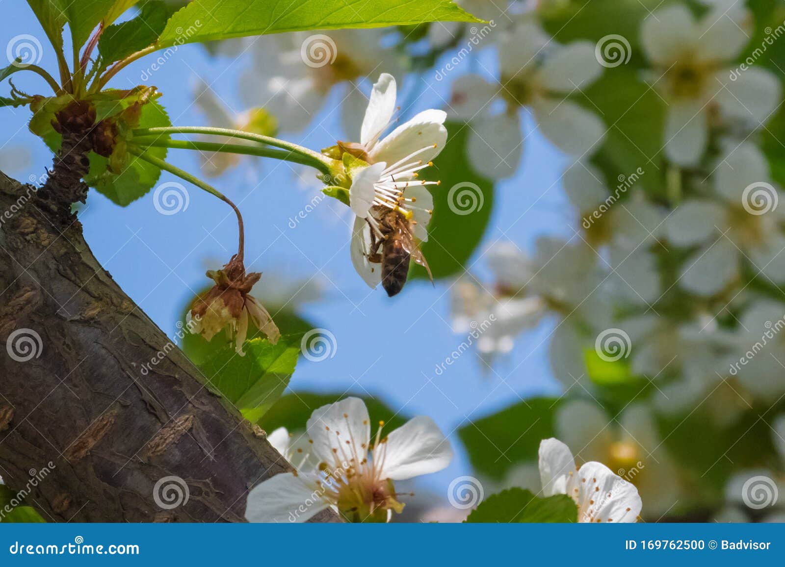 Honey Bee, Pollination Process Stock Photo - Image of color, antenna ...