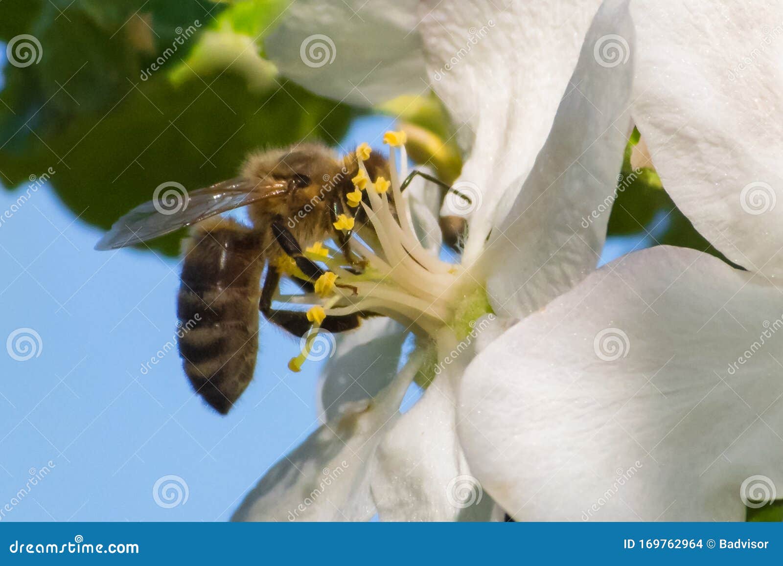 Honey Bee, Pollination Process Stock Photo - Image of outdoor, farm ...