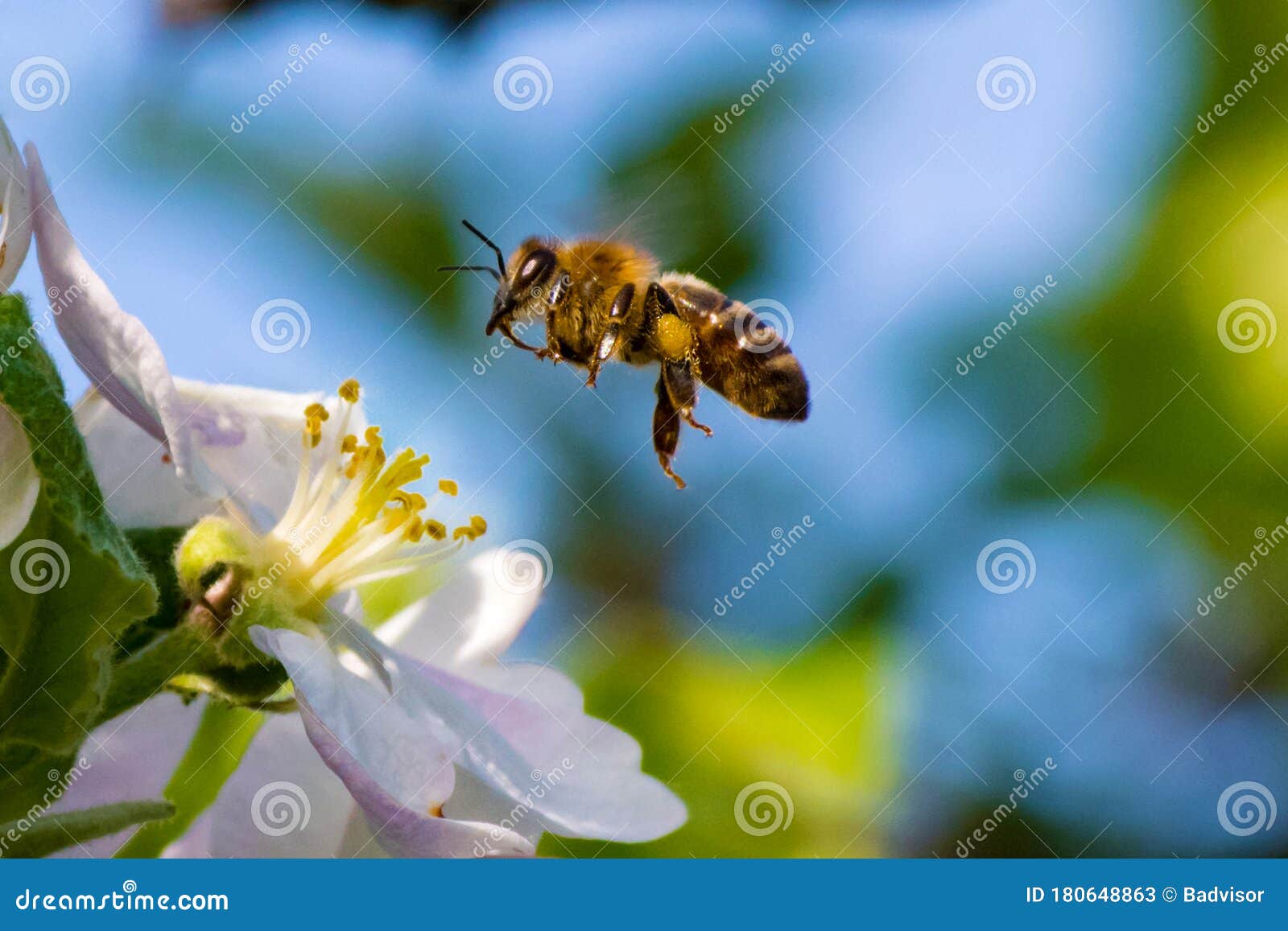 Honey Bee, Pollination Process Stock Image - Image of bright, micro ...