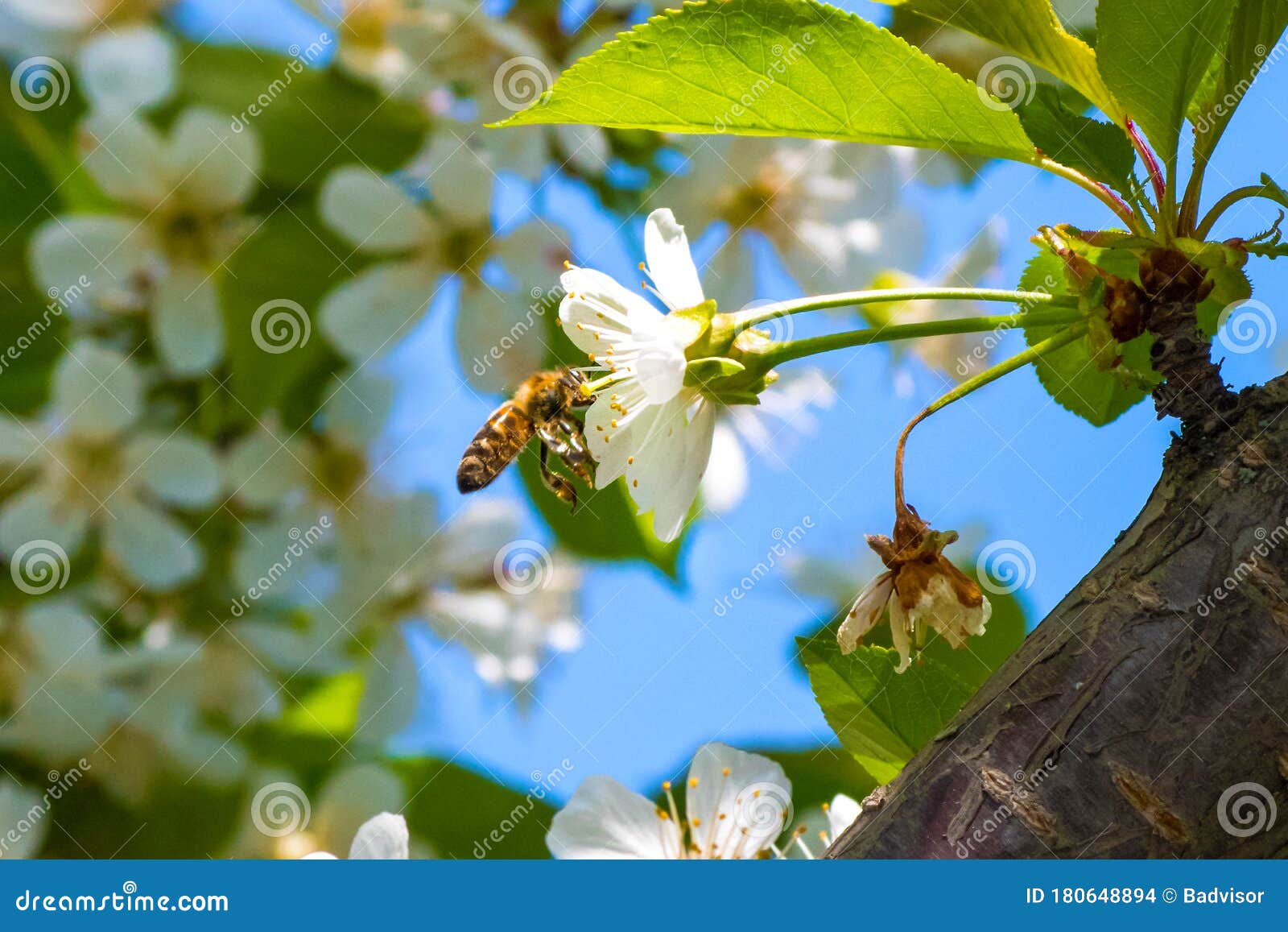 Honey Bee, Pollination Process Stock Photo - Image of animal, farm ...