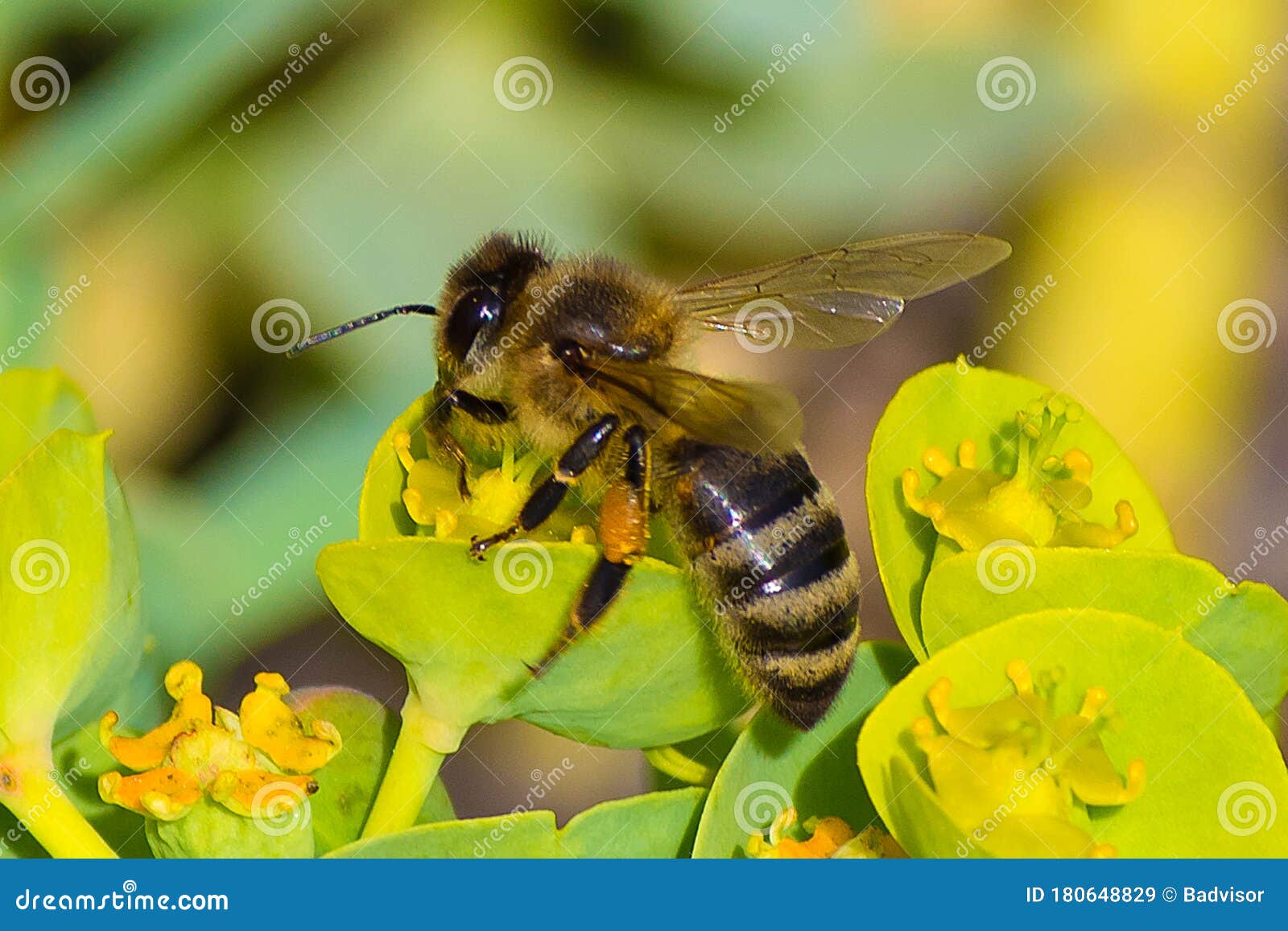 Honey Bee, Pollination Process Stock Image - Image of farm, green ...