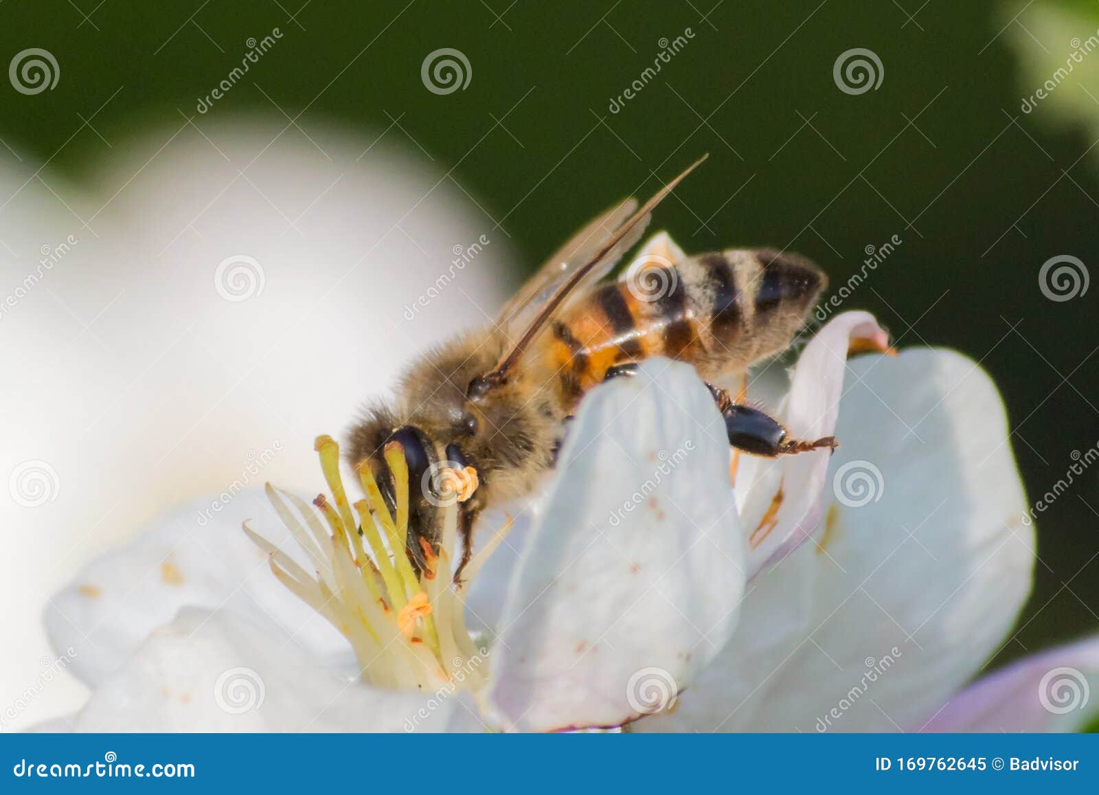 Honey Bee, Pollination Process Stock Image - Image of macro, farm ...