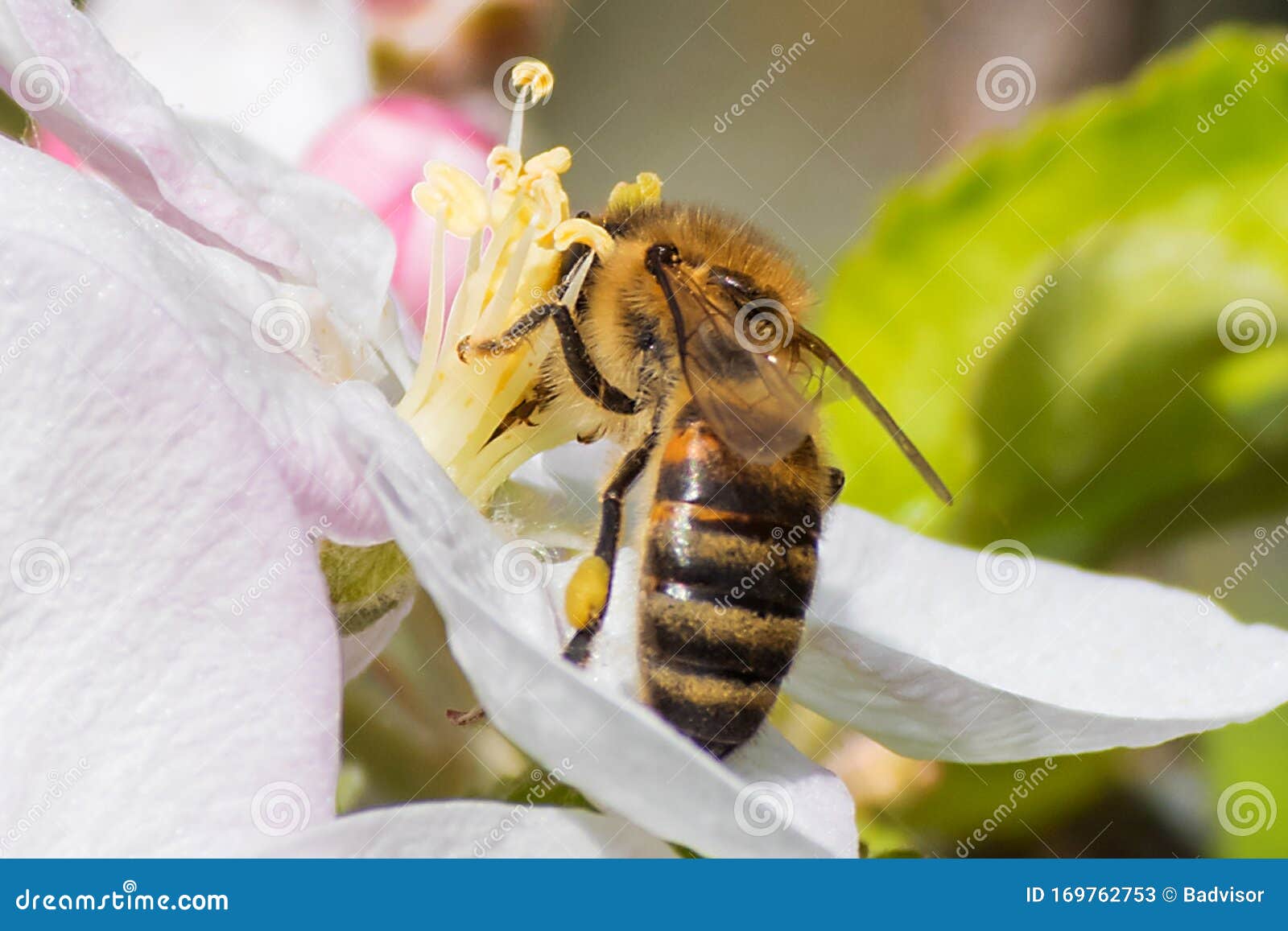 Honey Bee, Pollination Process Stock Image - Image of animal, bright ...